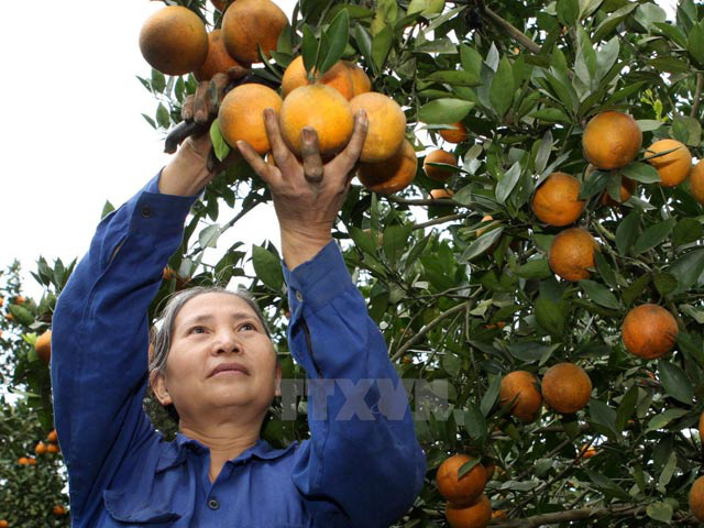 Cam Cao Phong ngọt trái, sai quả nhờ Phân bón Văn Điển