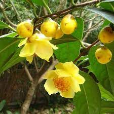 Nghiên cứu khảo sát điều kiện chiết và hoạt tính sinh học của trà Thạch ...