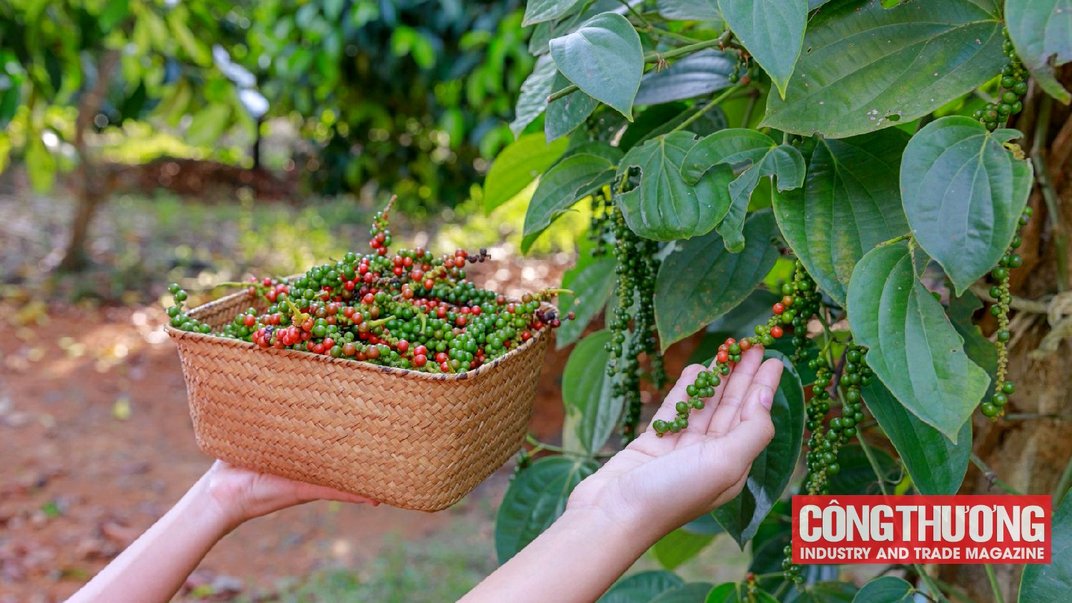 Giá tiêu hôm nay 17/1: Nhu cầu dự báo gia tăng, giá tiêu sẽ “khởi sắc” thêm