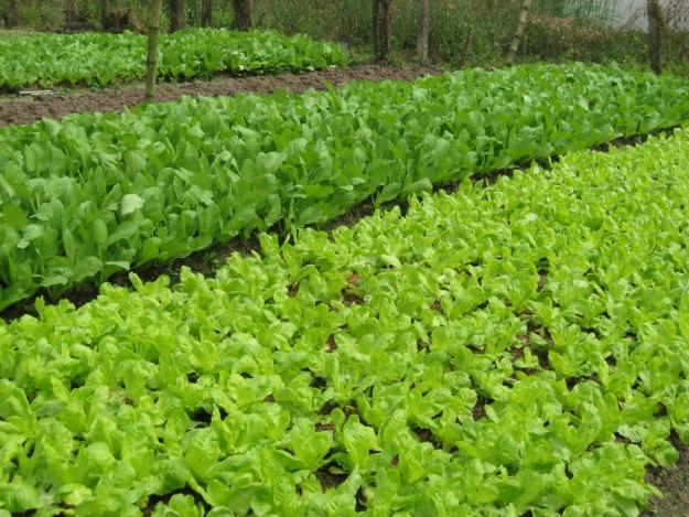 Japanese firm to develop organic vegetable project in Ha Nam