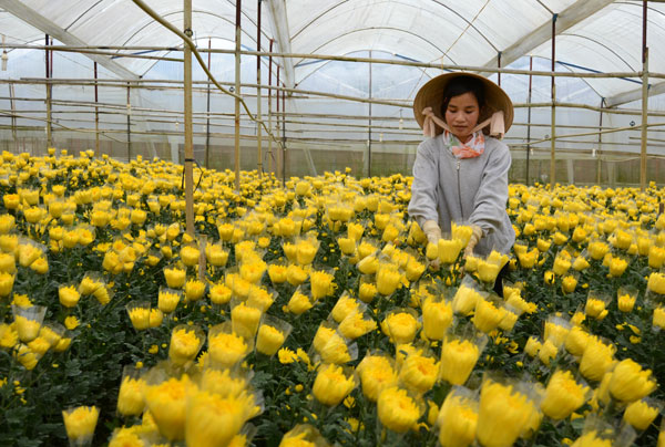 Japanese floriculture firm to invest in Lam Dong
