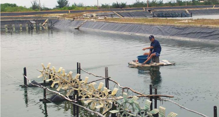 Central coastal provinces eye sustainable shrimp farming