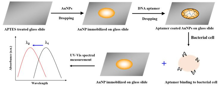 Developing gold nanoparticle-based biosensors for simple and fast detection of Staphylococcus aureus